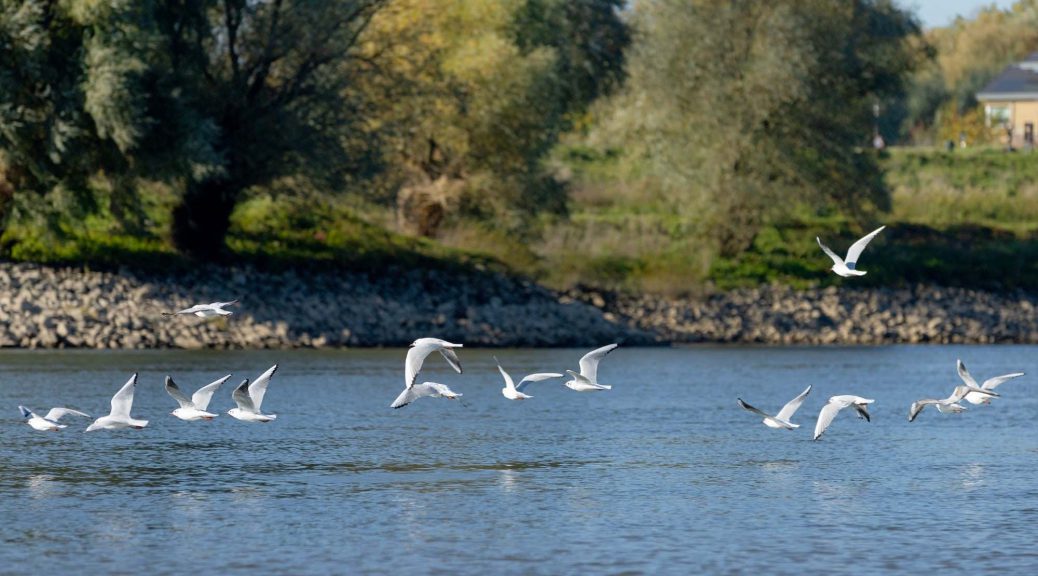Lagere kribben en oevers in Pannerdensch Kanaal | Aqualink